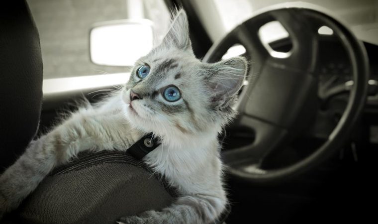 Kucing yang Bepergian dengan Mobil