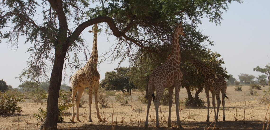 Best Places to Visit in Niger